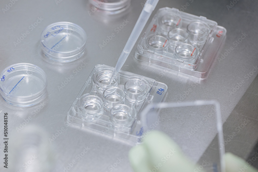 IVF procedure in petri dish in lab Stock Photo | Adobe Stock