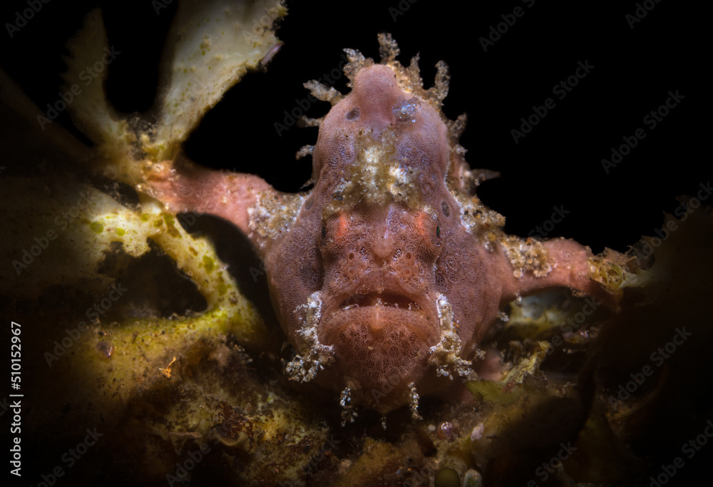 Frogfishes are any member of the anglerfish family Antennariidae, of ...