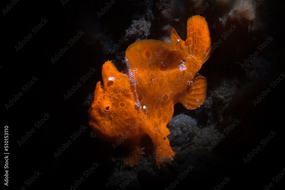 Frogfishes are any member of the anglerfish family Antennariidae, of ...