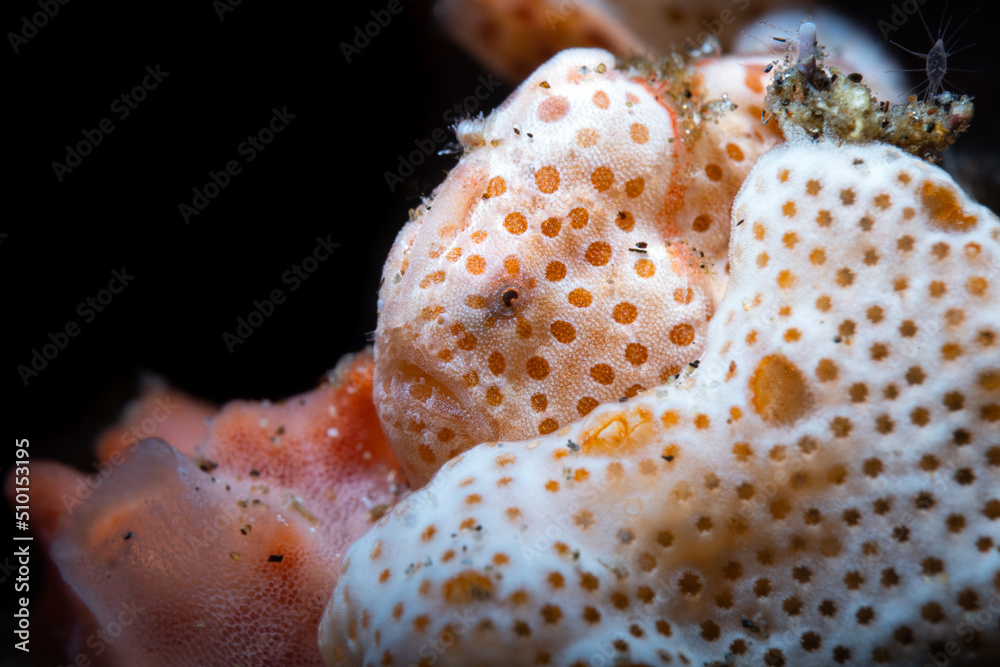 Frogfishes are any member of the anglerfish family Antennariidae, of ...