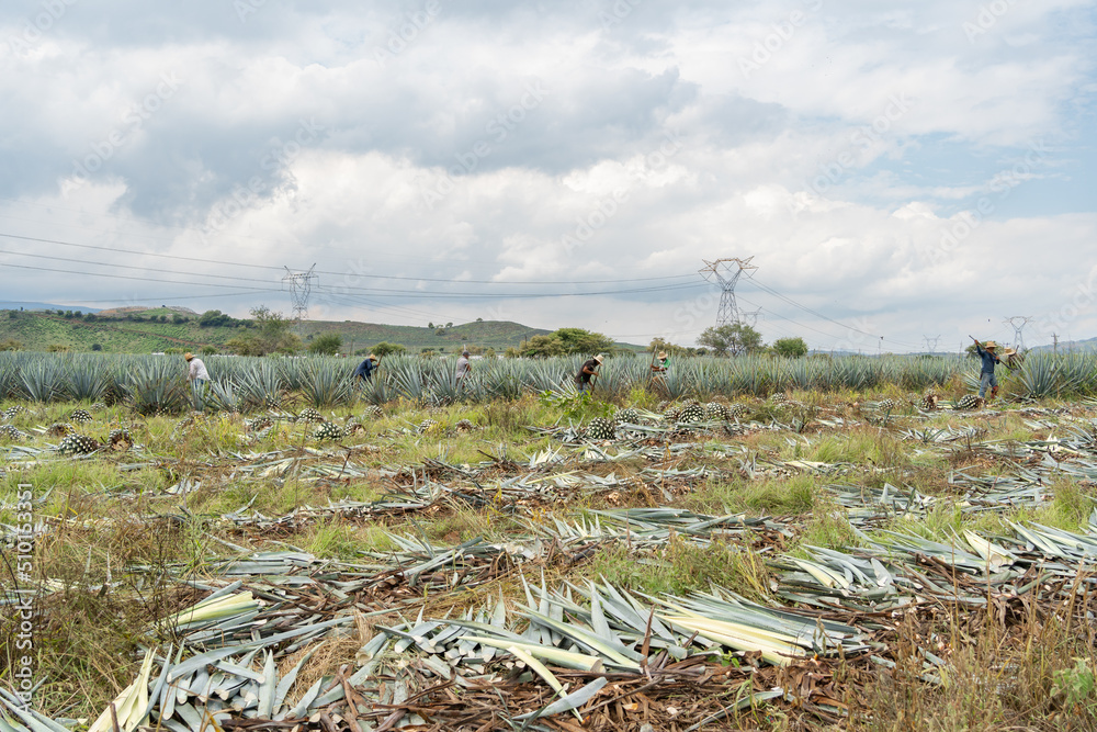 Muchos trabajadores del campo están cortando o jimando las plantas de ...
