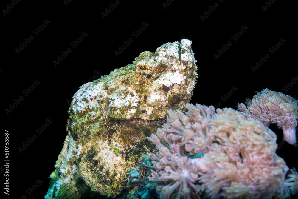 Scorpaenopsis diabolus, the false stonefish, false scorpionfish or the ...