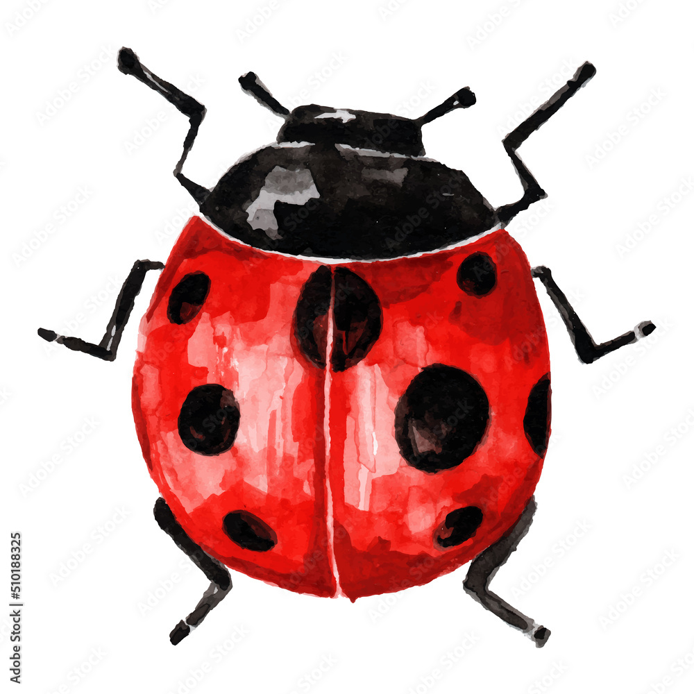 beautiful illustration isolated ladybug on a white background ...