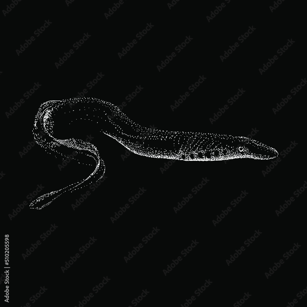 Poster Lamprey hand drawing vector illustration isolated on black ...