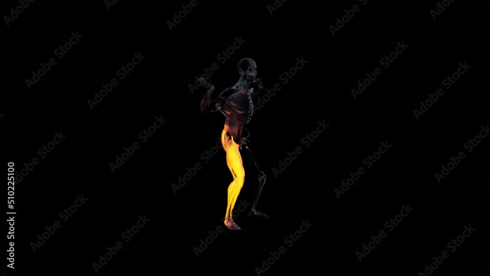 Anatomy of Back Squat, Animation.Full HD 1920×1080. 10 Second Long ...