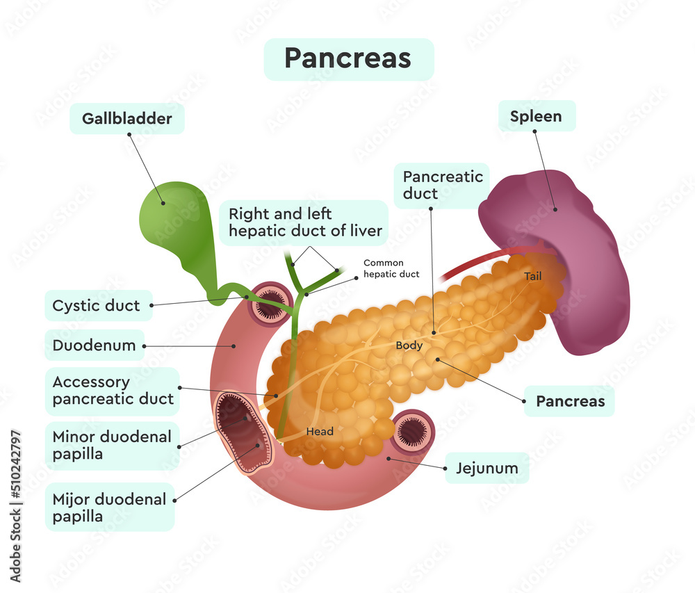 Anatomy of the pancreas. The structure of human organs Stock Vector ...