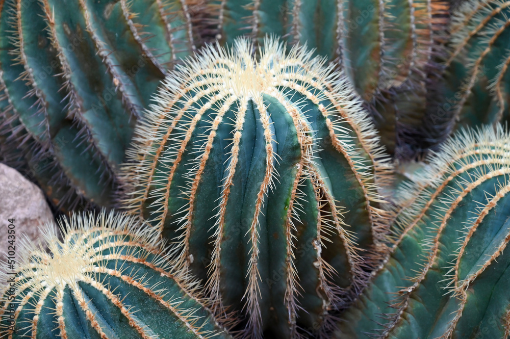 Golden barrel cactus growing in garden. Echinocactus grusonii or ...