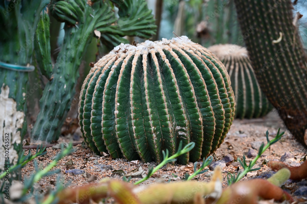 Golden barrel cactus growing in garden. Echinocactus grusonii or ...