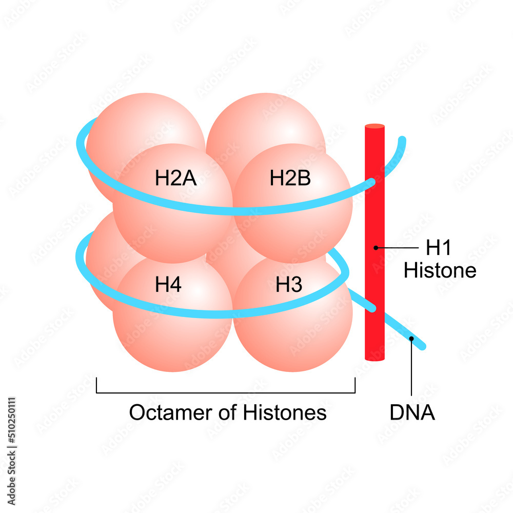 Scientific Designing of Histone Structure. Colorful Symbols. Vector ... Scientific Designing of Histone Structure. Colorful Symbols. Vector ...