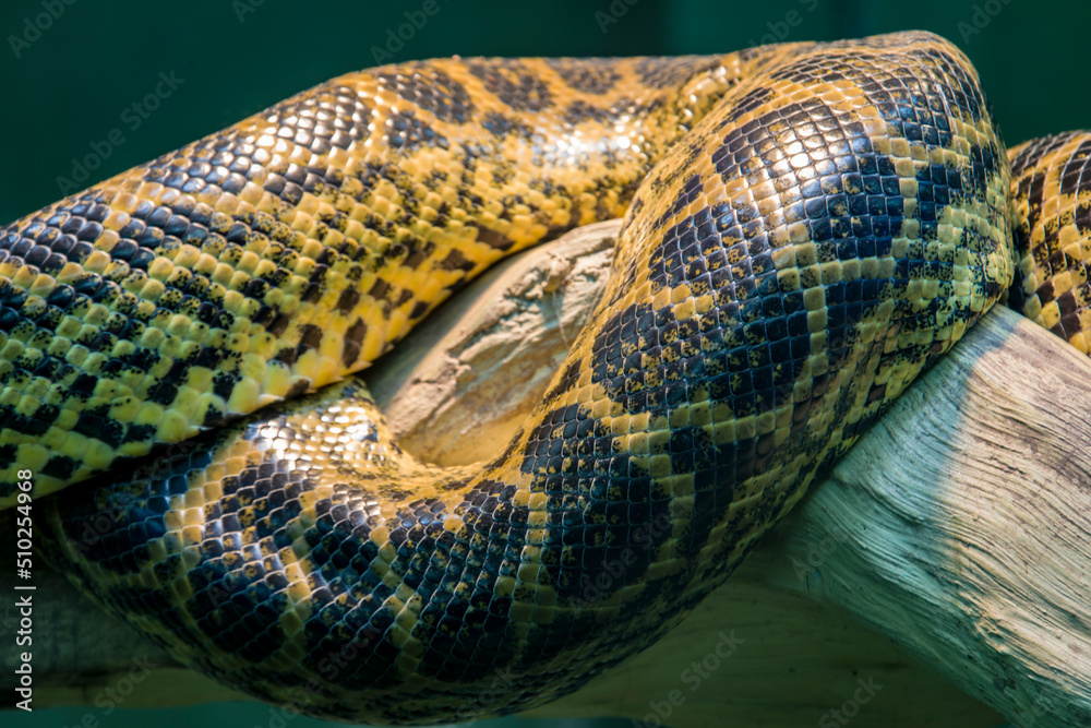Foto Stock the closeup image of Yellow anaconda (Eunectes notaeus) body ...