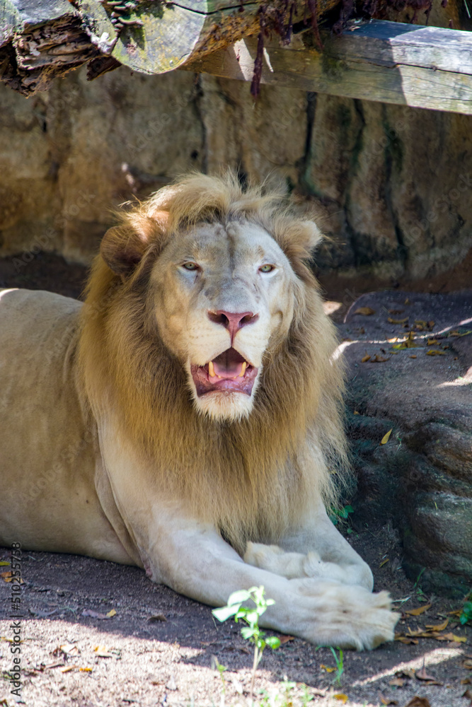The white lion is a rare color mutation of the lion, specifically the ...
