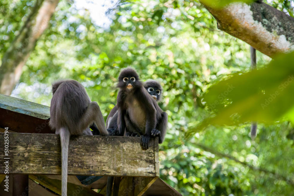 A wild dusky leaf monkey (Trachypithecus obscurus) is sitting on the ...
