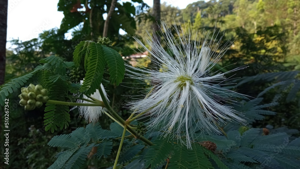 Calliandra is a genus of flowering plants in the pea family, Fabaceae ...