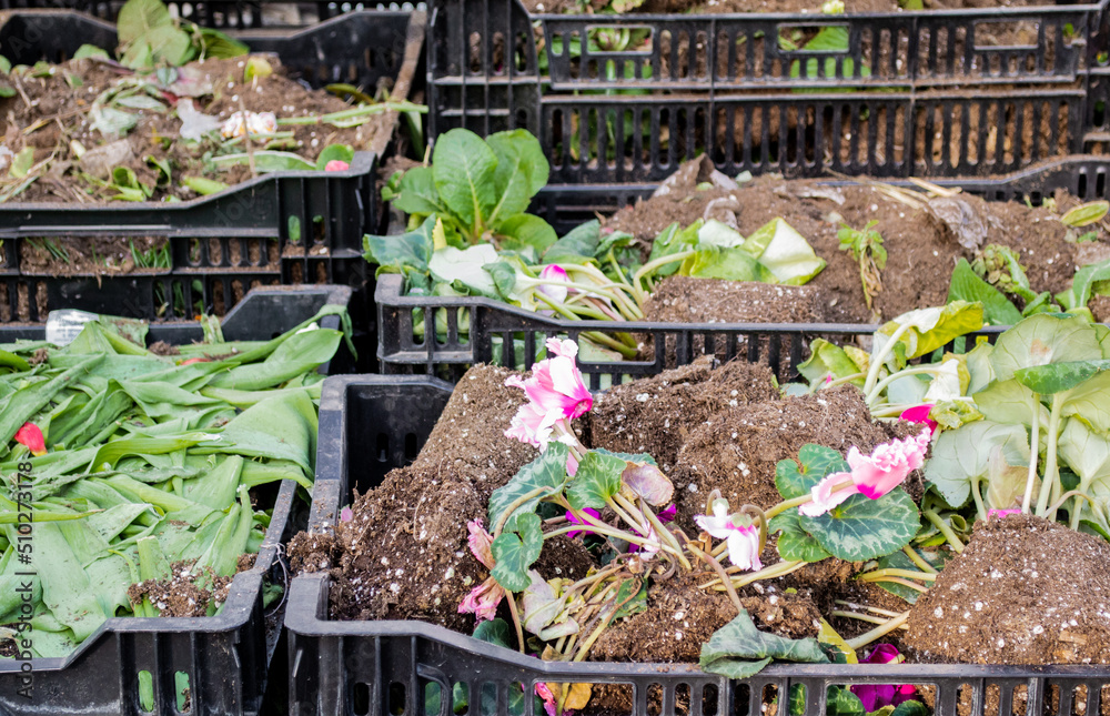 Boxes with cutted cyclamen flowers, tulip leaves and other plants ...