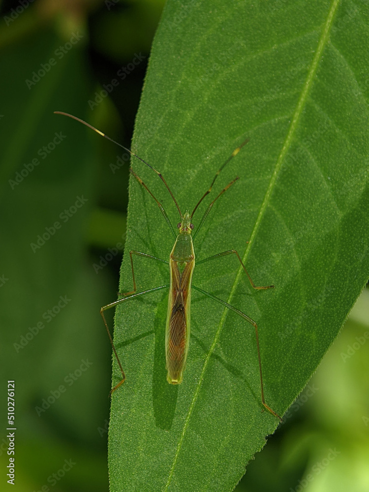 Leptocorisa oratoria, the rice ear bug, is an insect from the family ...