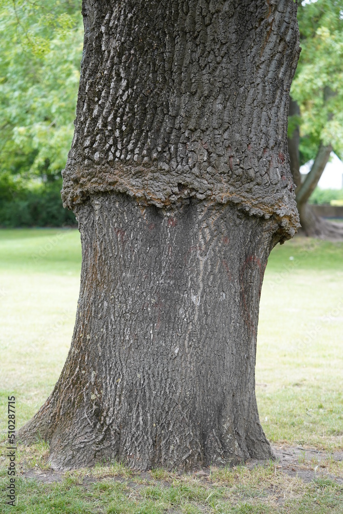 Trunk and bark of a Fraxinus angustifolia tree, the narrow-leaved ash ...