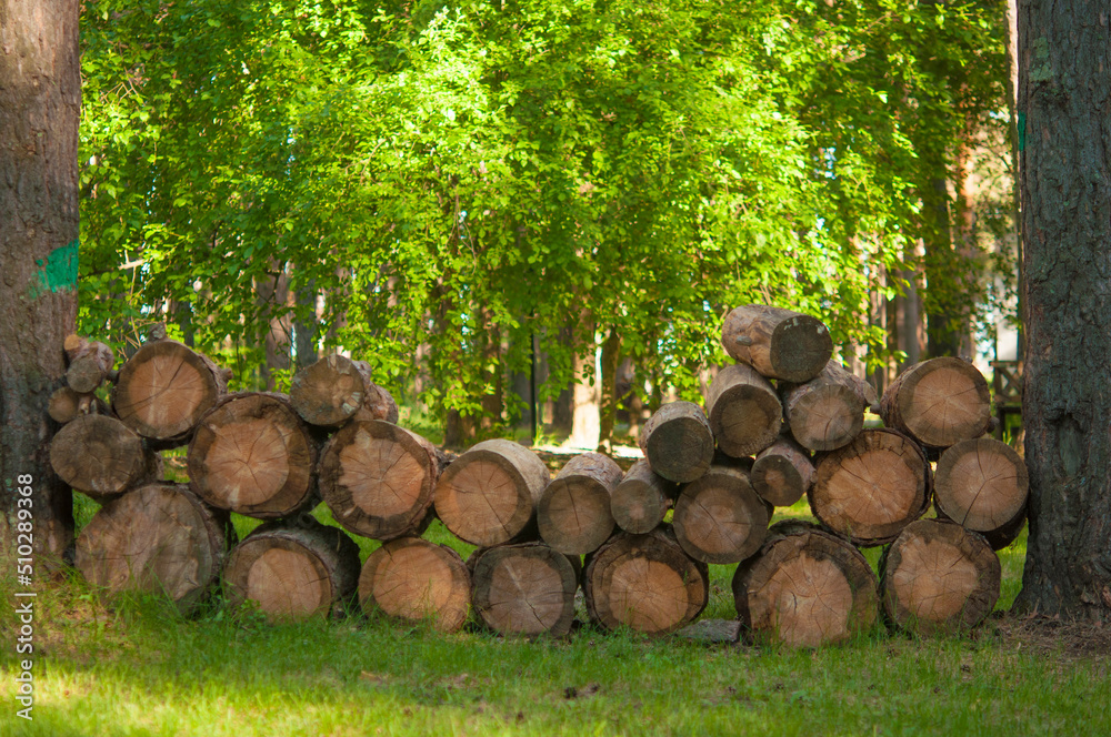 Stacked logs in the forest . Timber industry . Pile of firewood Stock ...