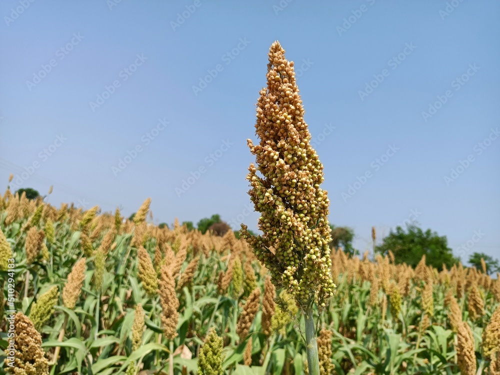 Sorghum field in farm or jawar crop, jawari, agriculture in india ...