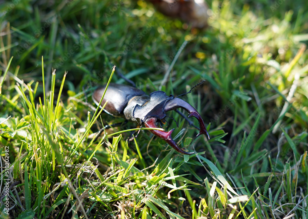 Big black beetle with claws. It's called a stag beetle. Stock Photo ...