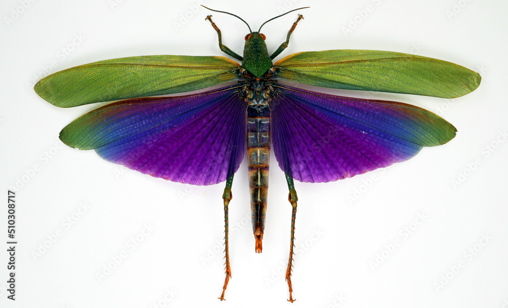 Grasshopper with blue lilac purple green wings isolated on white ...
