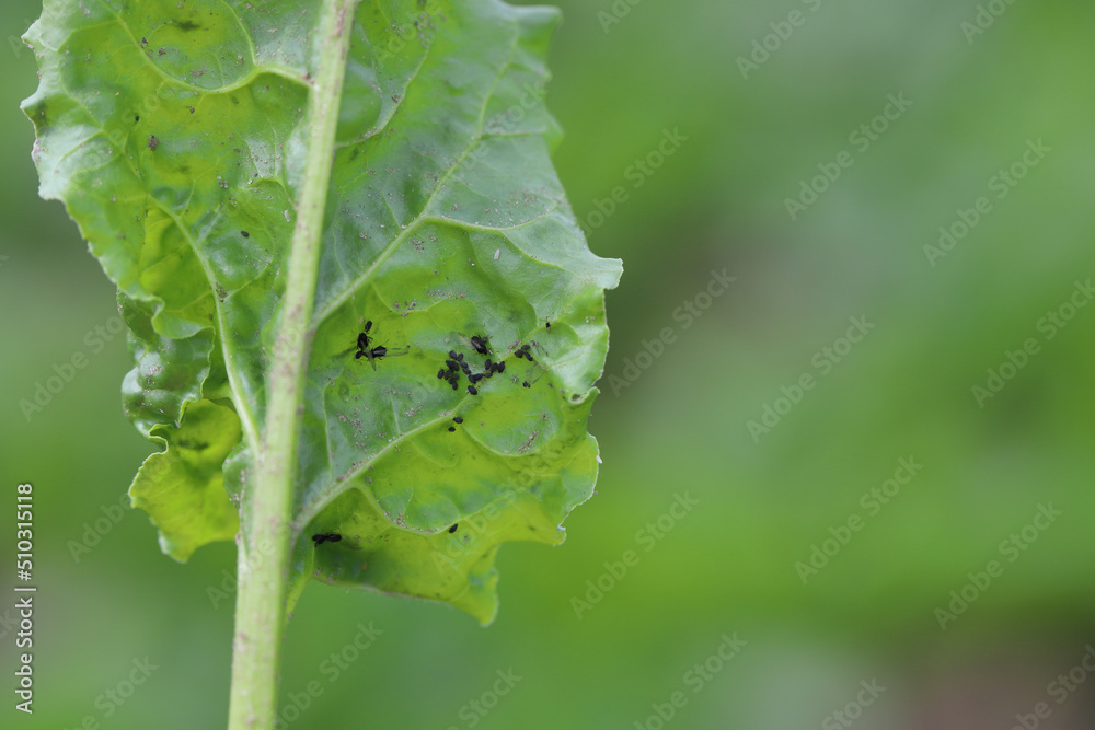 The black bean aphid (Aphis fabae) on young sugar beet plants. It is a ...