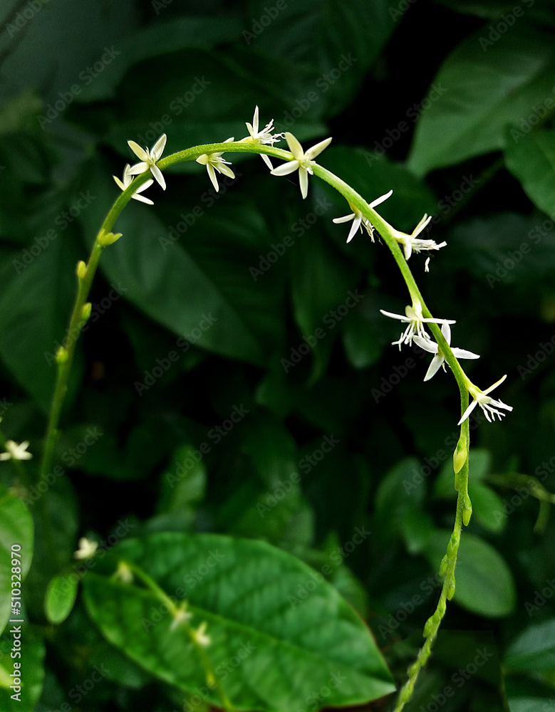 Guinea is a herbaceous plant native to the Amazon rainforest In Brazil ...