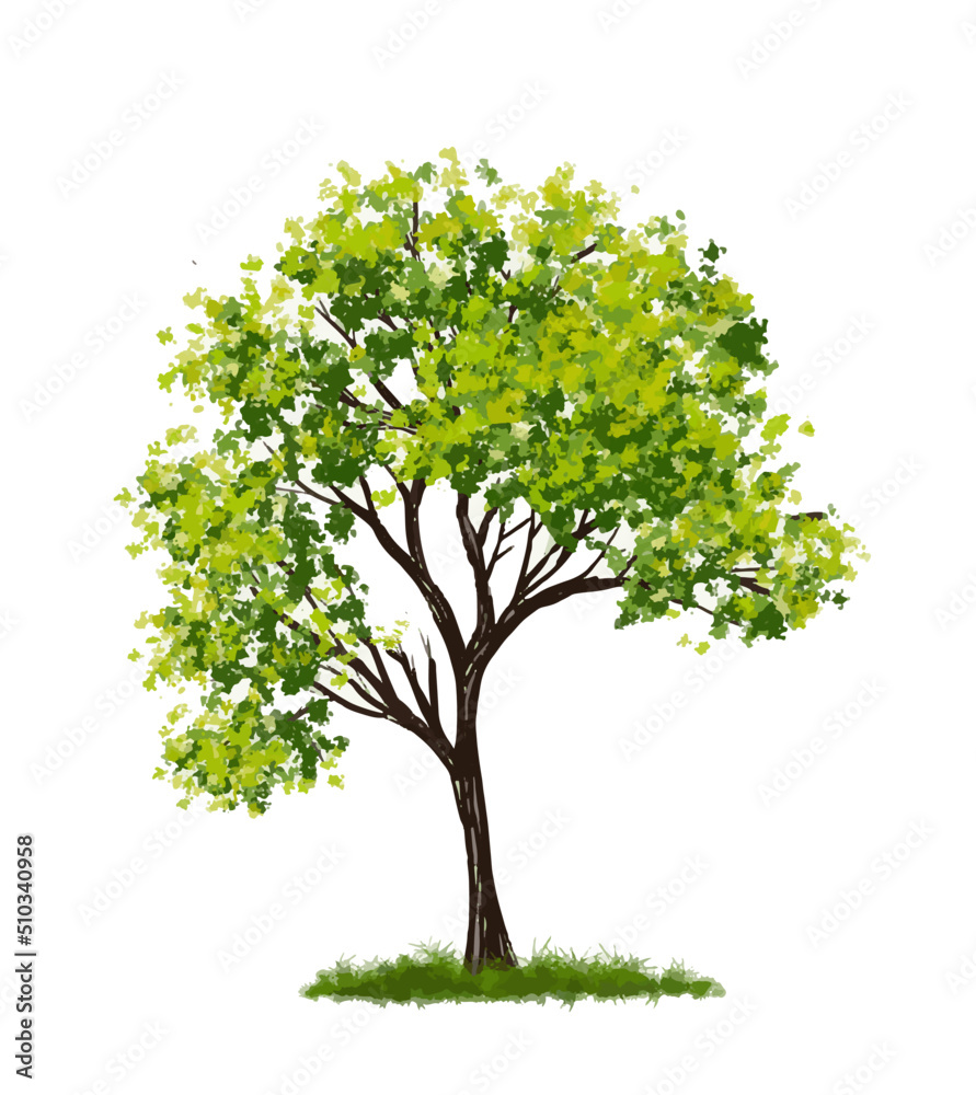 Vector watercolor of tree side view isolated on white background for ...
