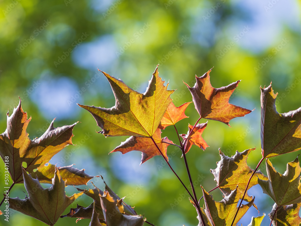 Tree branch with dark red leaves, Acer platanoides, the Norway maple ...