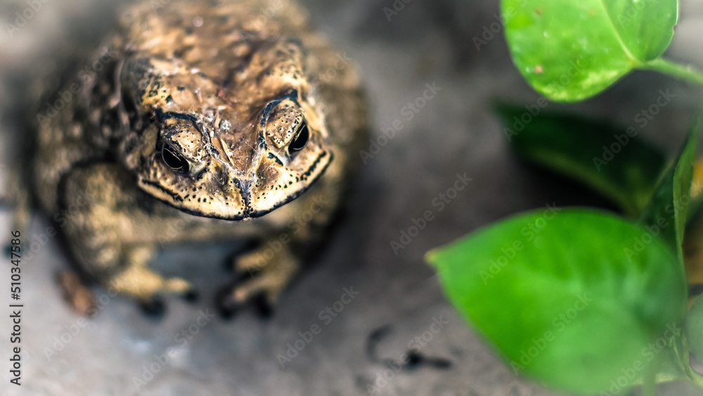 Toad Face portrait of large amphibian in the nature habitat. Animal in ...