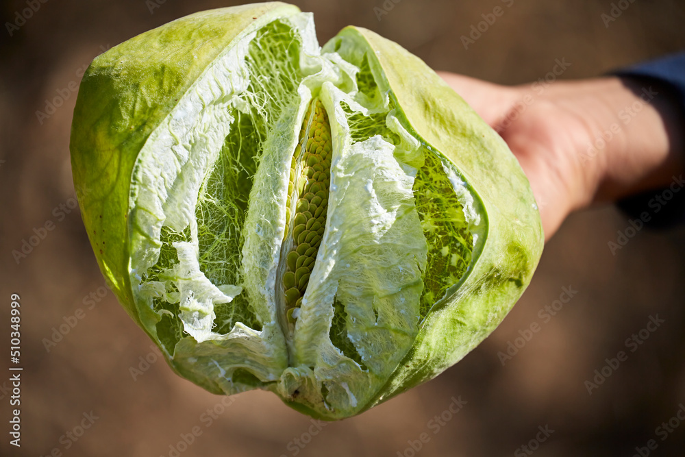 Apple of Sodom（Calotropis Procera) - a toxic plant whose fruit milky ...