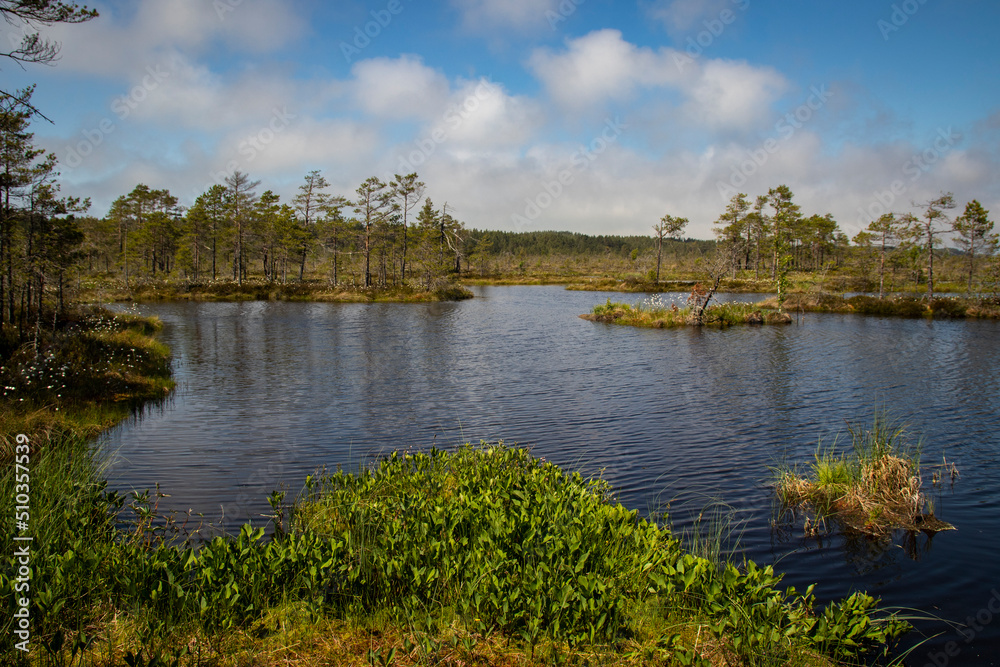 spring landscape in the swamp. small swamp lakes, mosses and swamp ...