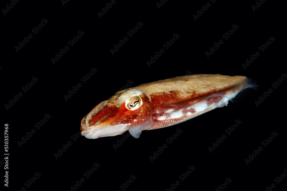 Juvenile Broadclub Cuttlefish (Sepia latimanus, aka Reef Cuttlefish) in ...