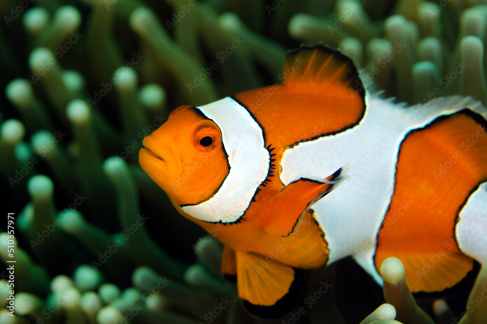 Clown Anemonefish (Amphiprion ocellaris, aka Ocallaris Clownfish) in ...