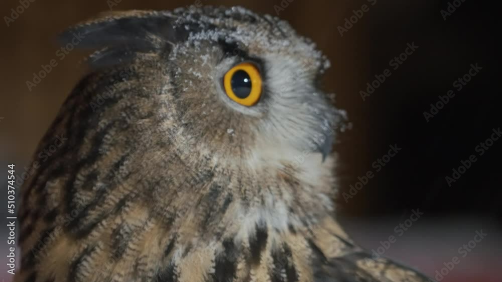 Great horned owl with grey brown feathers, black ears and yellow eyes ...
