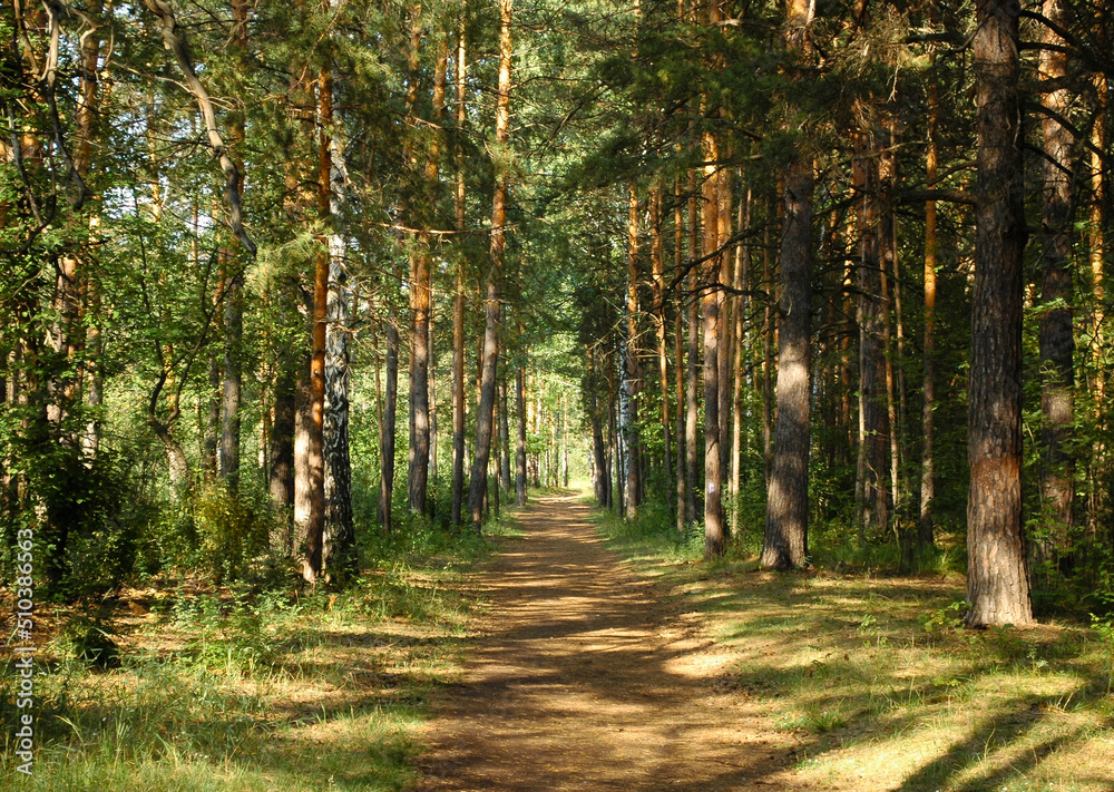 The forest path runs between mostly pine trees, forming an alley in a ...