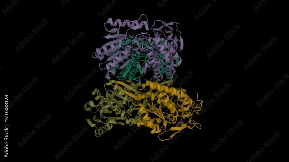Structure of human apo aldehyde dehydrogenase (ALDH1A1). Animated 3D ...