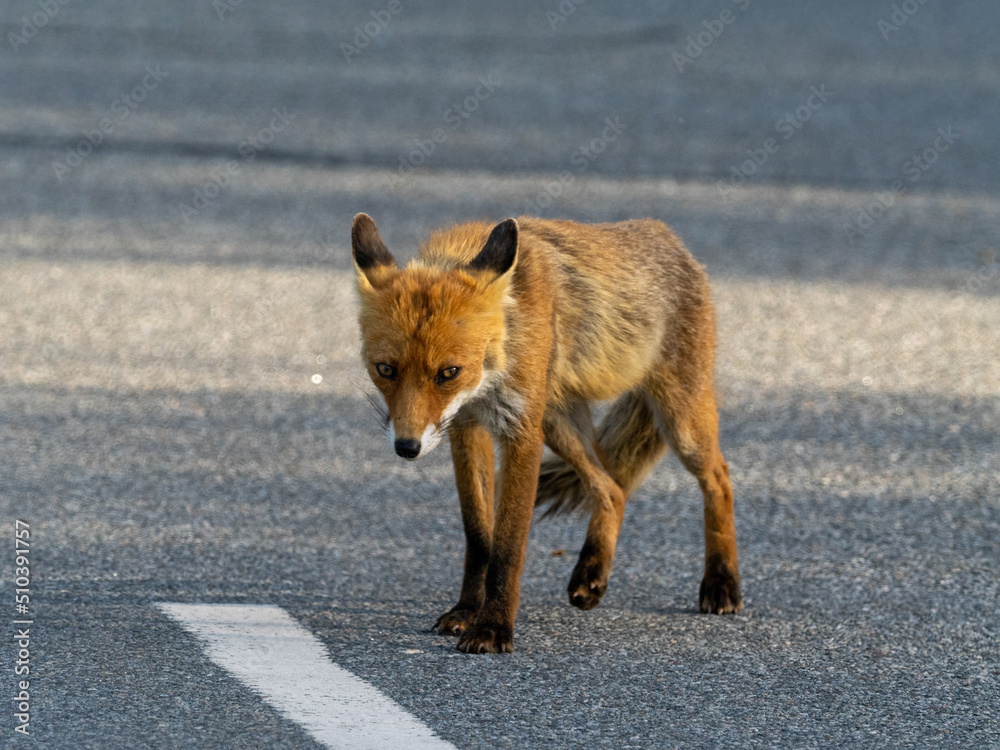 Fuchs Stock Photo | Adobe Stock