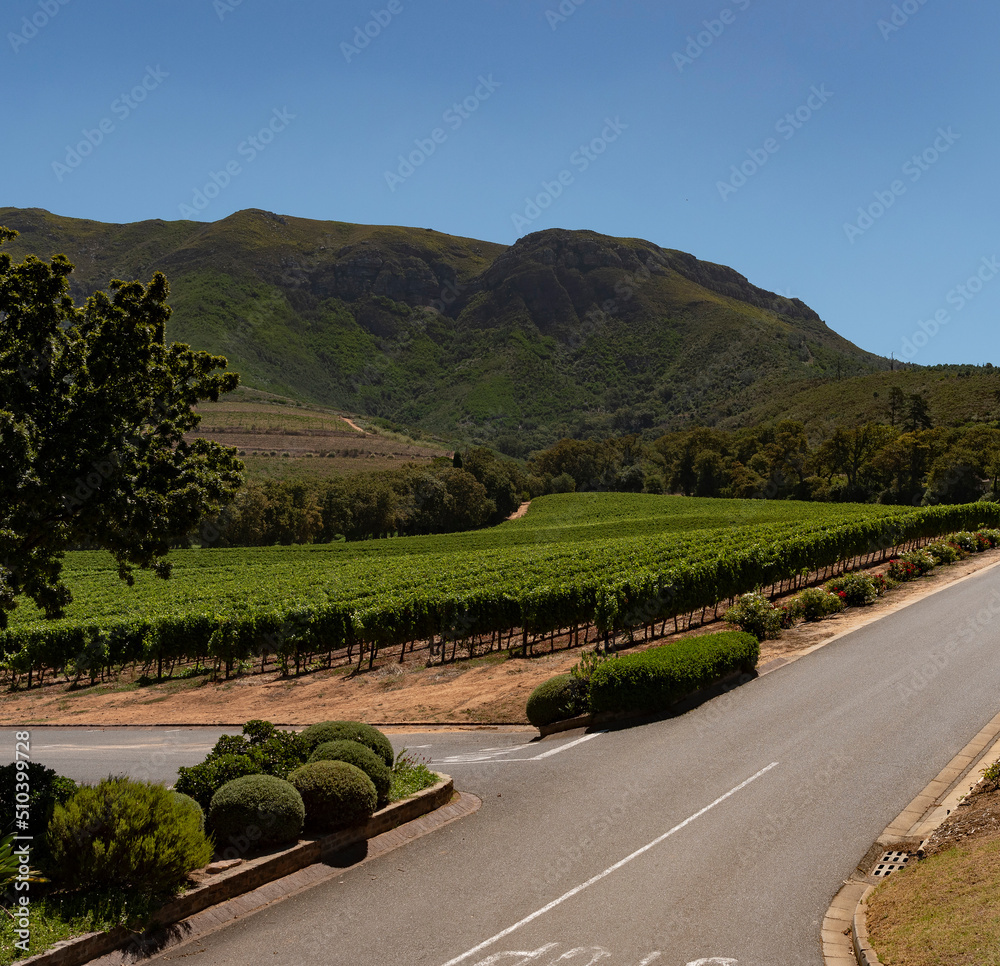 Constantia, Cape Peninsula, South Africa. 2022. Vines with a backdrop ...