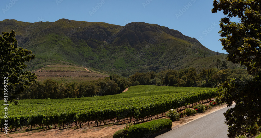 Constantia, Cape Peninsula, South Africa. 2022. Vines with a backdrop ...