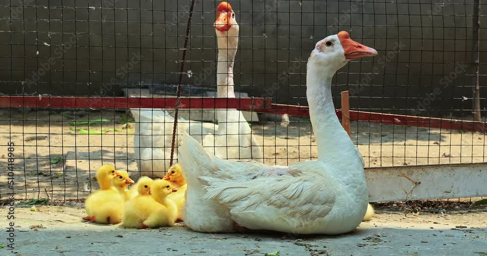 Cute yellow gosling beside mother goose. Livestock breeding. farm ...