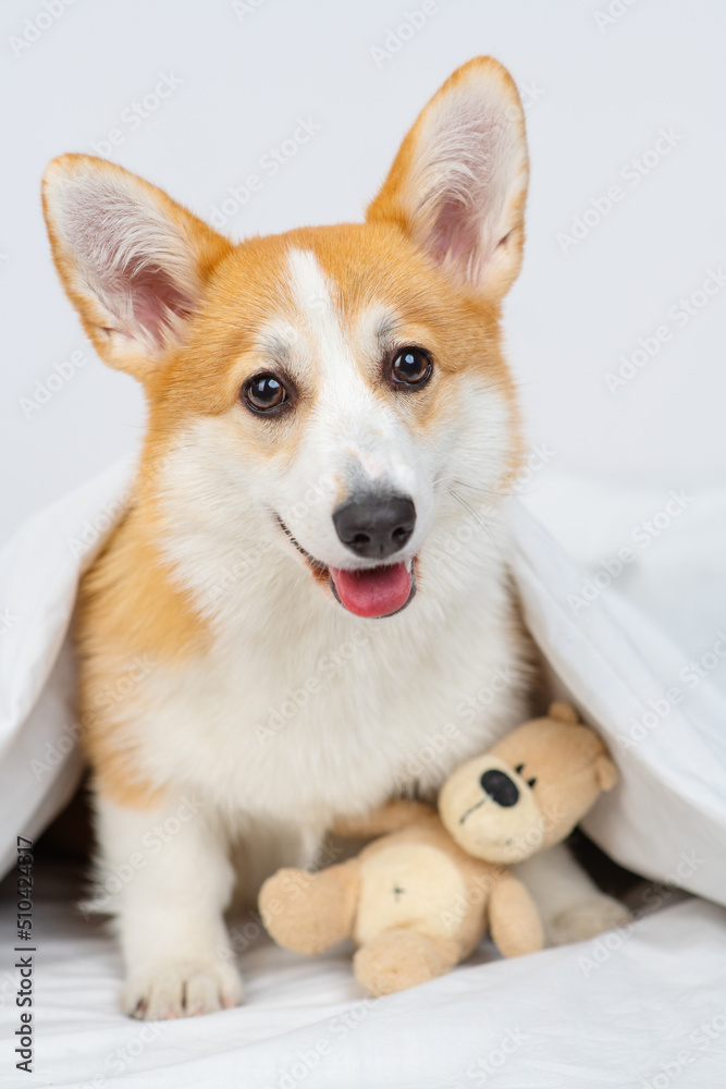 Corgi puppy lying on a bed under a blanket with a plush bear hugging ...