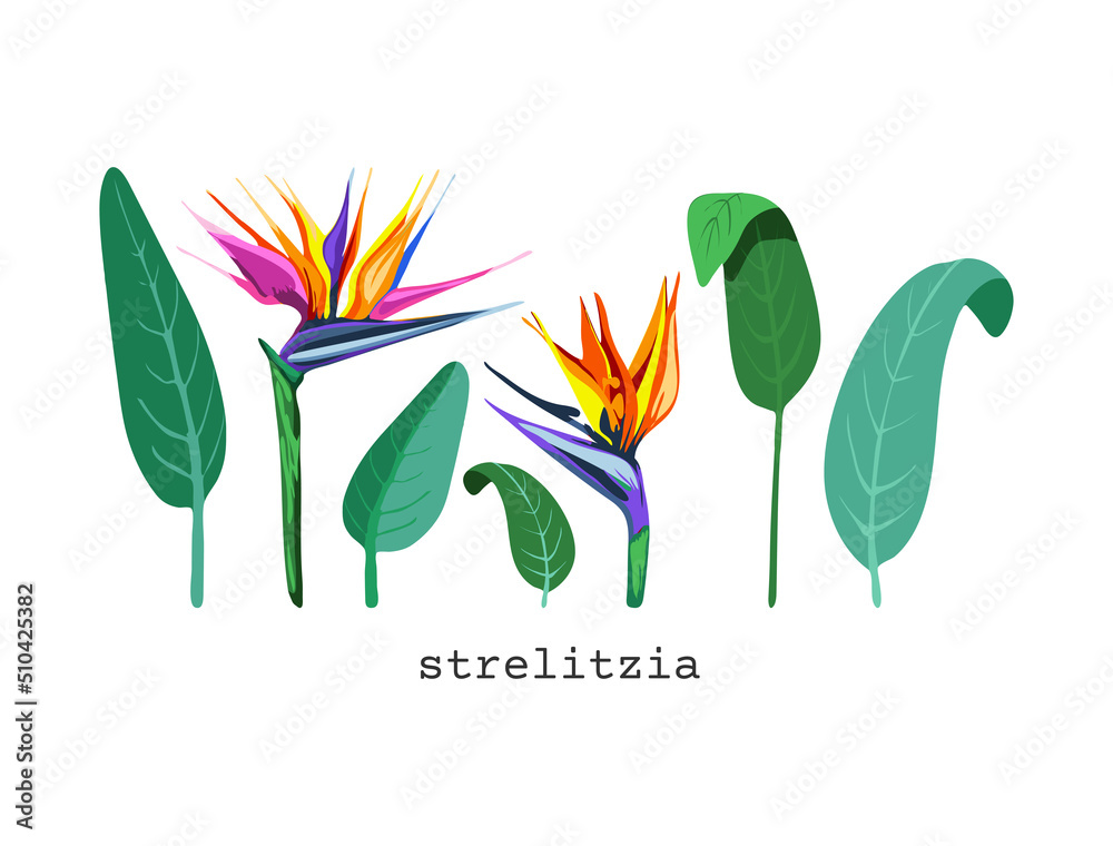 744_Strelitzia vector illustration strelitzia bright colors, vector ...