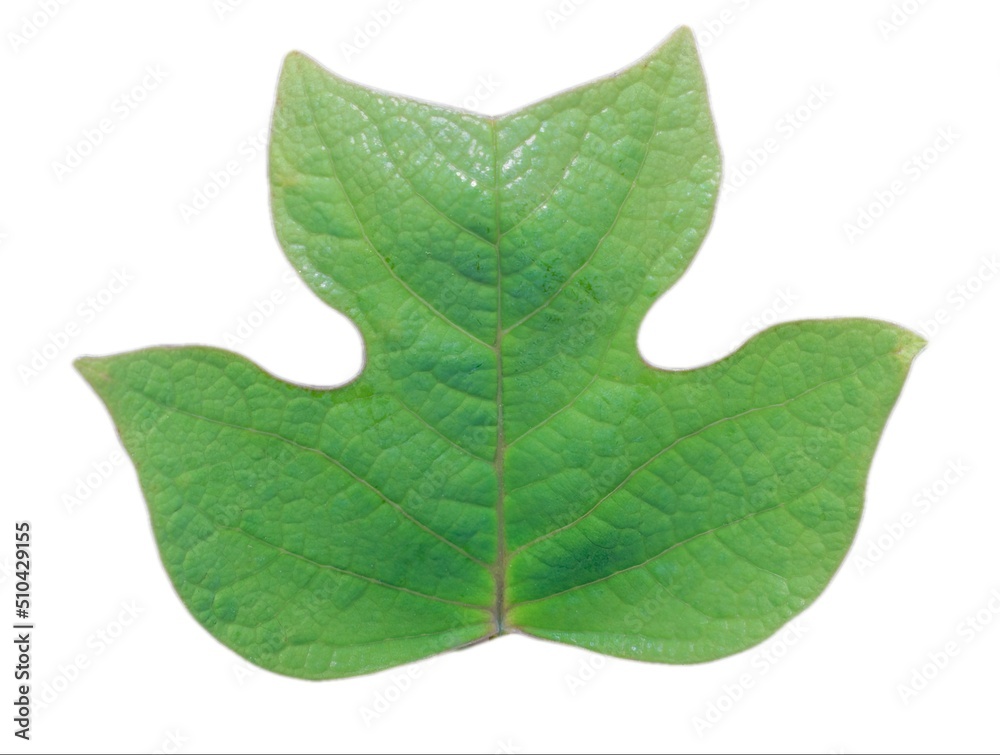 Liriodendron tulipifera—known as the tulip tree, American tulip tree ...