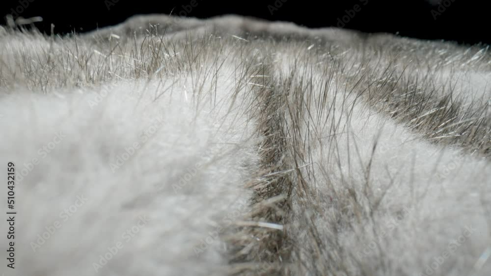 Gray fur natural on black background. Fluffy fur coat, outerwear made ...