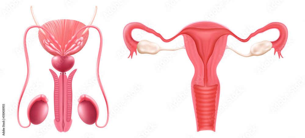 Realistic Set Of Male And Female Human Reproductive System Isolated On