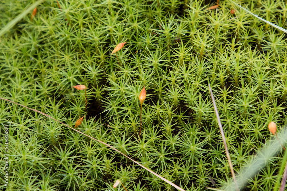 Moss, Bryophyta, a very dense plant, is a shelter for many small living ...