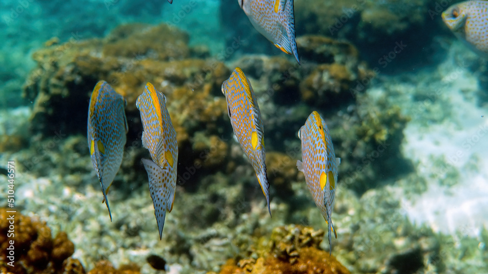 Underwater video of golden rabbitfish or Siganus guttatus school in ...