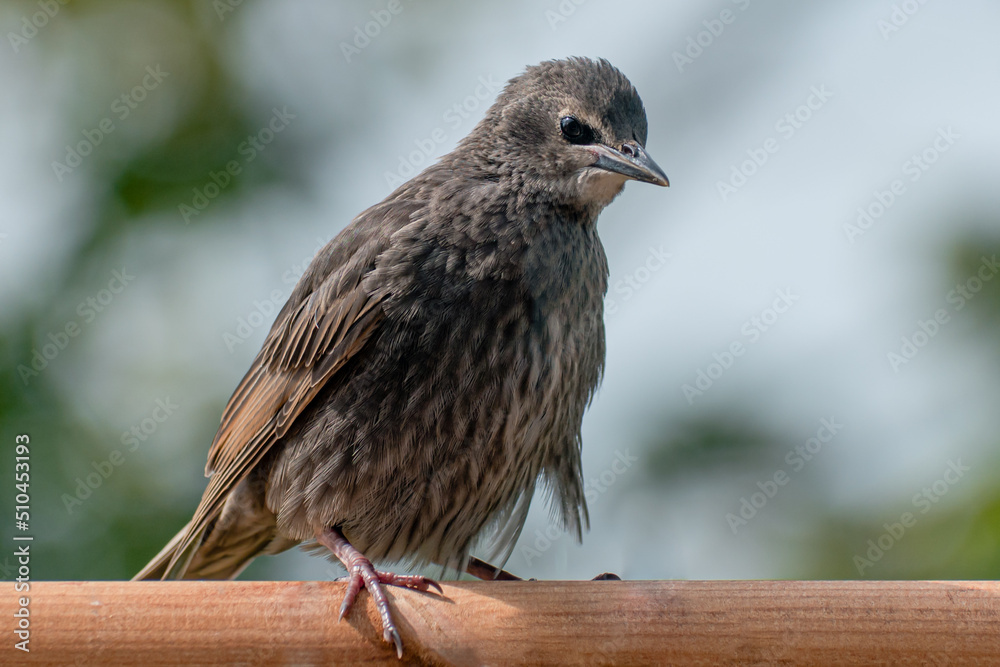 Juvenile fledgling starling with fluffed up down feathers on wooden ...