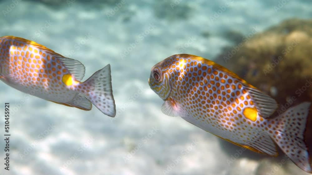 Underwater video of golden rabbitfish or Siganus guttatus in coral reef ...