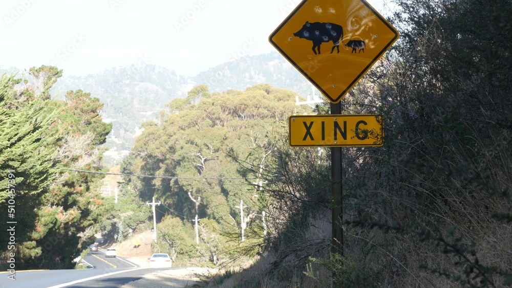 Boar or pig and piglet crossing warning yellow sign, California USA ...